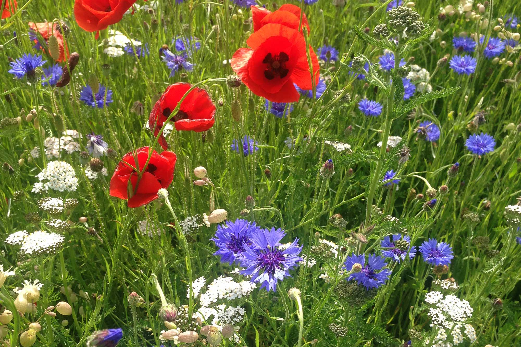 Wildflower Turf – Inscapes