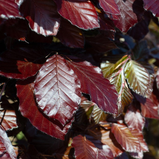 Purple Beech | Fagus sylvatica ‘Purpurea’ – Inscapes