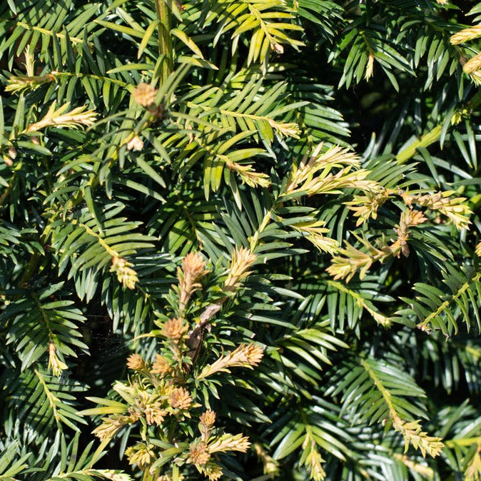 Yew | Taxus baccata – Inscapes